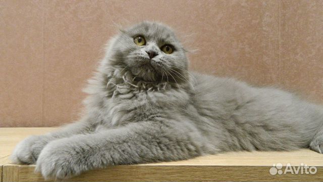 Шотландская кошечка