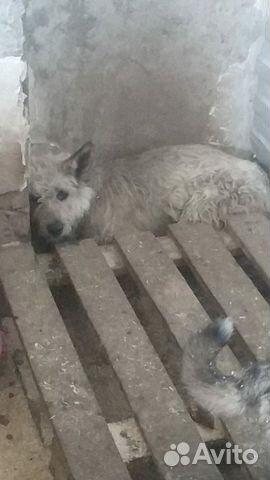 Болонка в добрые руки