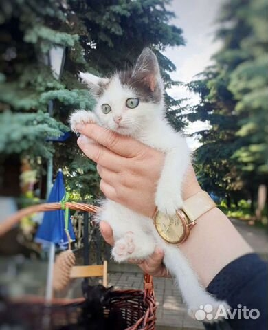 Малышня в поиске дома