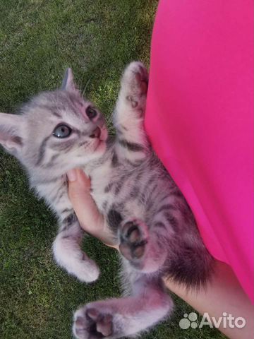 Котенок голубой тигрёнок в добрые руки