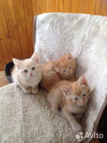 Кошки