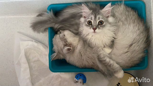 Кошечка шиншилла серебристая