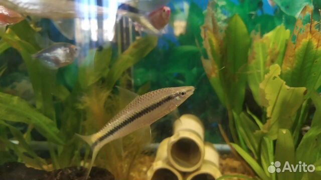 Водорослеед