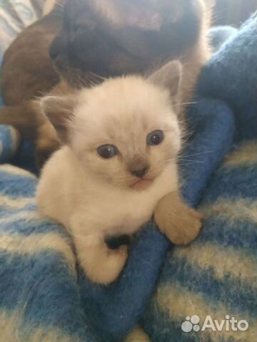 Продам сиамских котят
