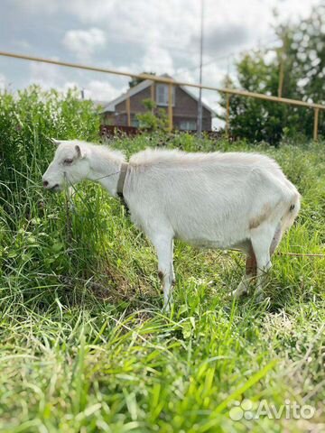 Зааненская дойная коза