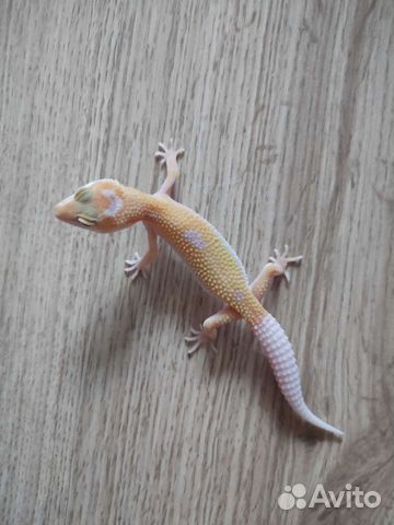 Малыш Эублефара ищет новый дом