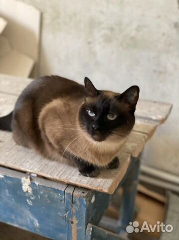 Сиамская кошка бесплатно