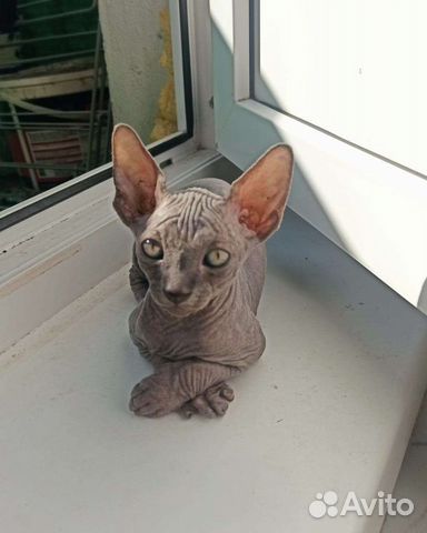 Канадский сфинкс котенок