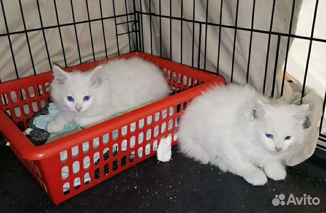 Котята белые