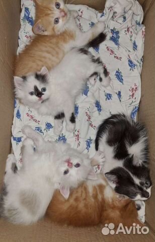 Котята