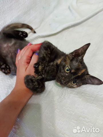 Отдам котенка