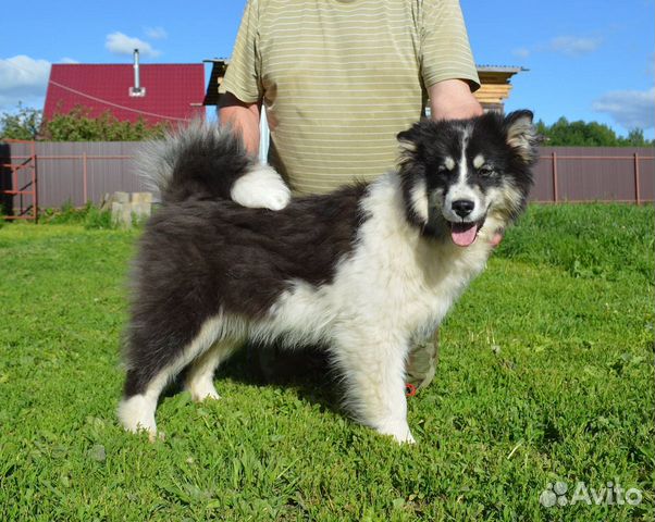 Девочка якутской лайки