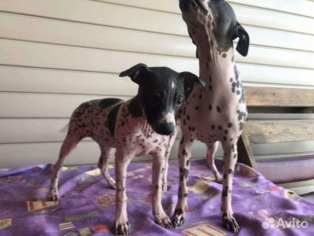 Мальчики агт