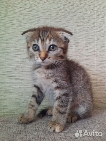 Вислоушка в дар