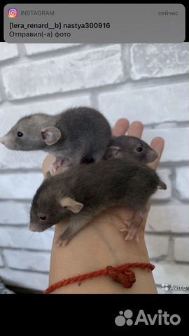 Крысята дамбо