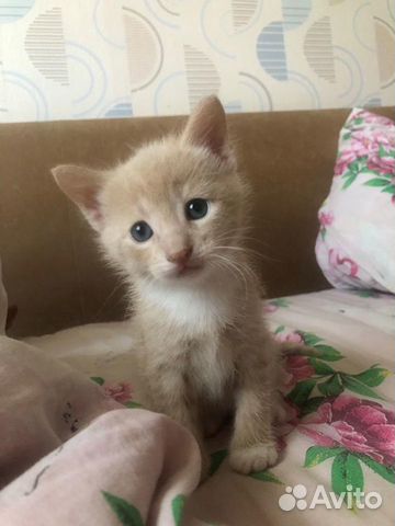 Котята в добрые руки бесплатно