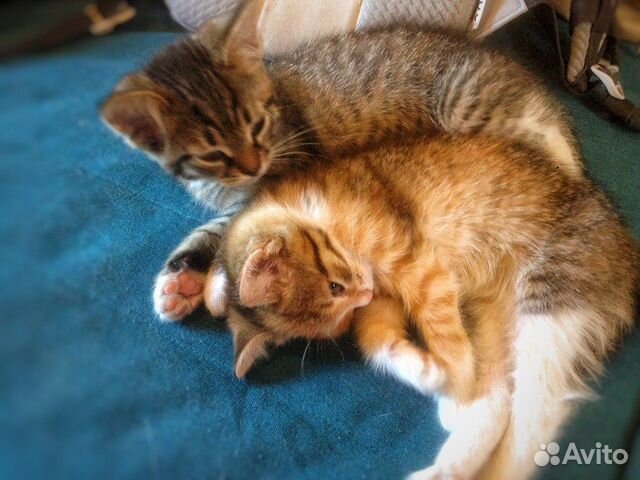 Котята 2 мес