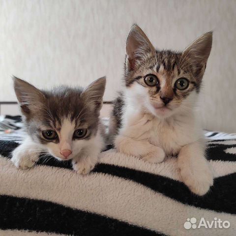 Кот и кошка/котята