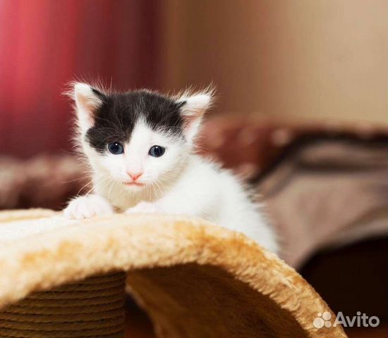 Котенок Санек