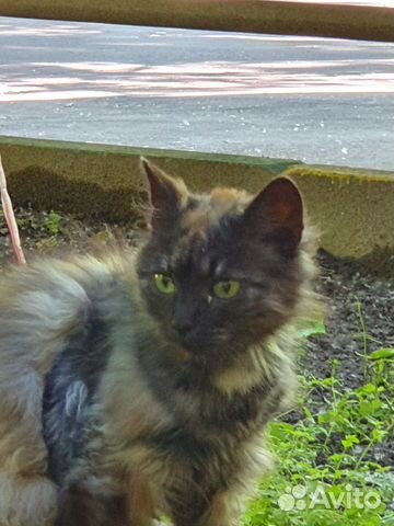 Шоколадного цвета ио\м мальчик Мишелька