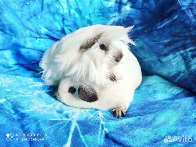 Морские свинки Калифорния - Эксклюзив