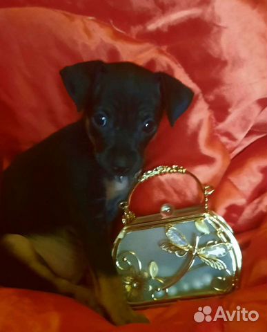 Той терьерчик русский ласковый малыш