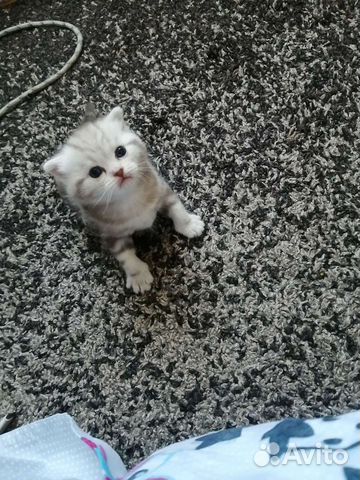 Шотландские вислоухие котята