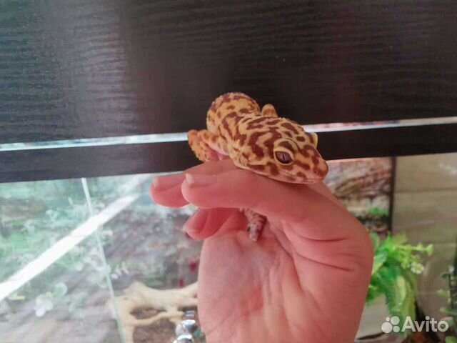 Эублефар и террариум