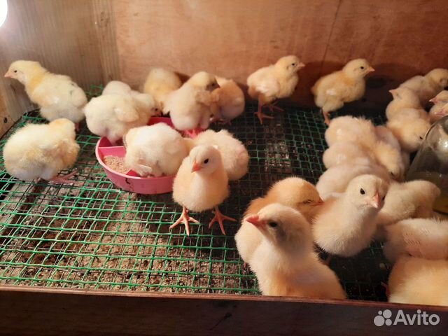 Цыплята бролерра росс 308 венгрия