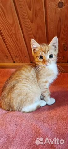 Котенок мальчик Рыжик 3 мес