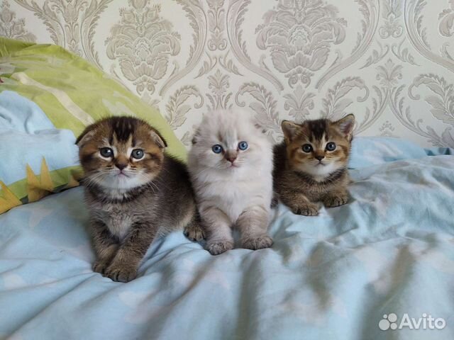 Шотландские котята