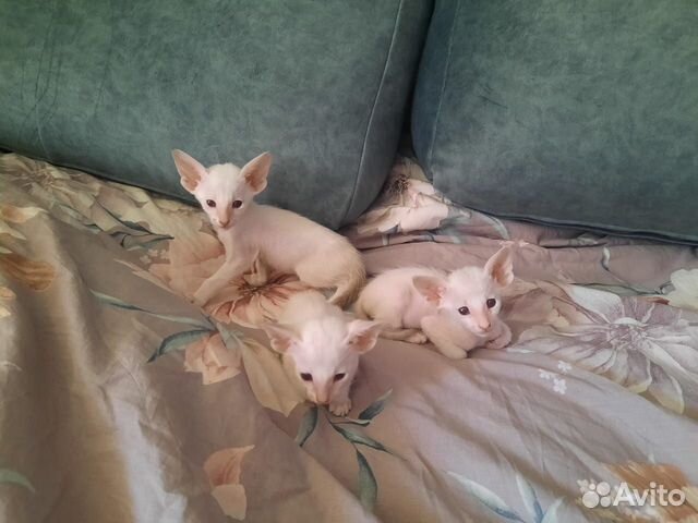 Ориентальные котята