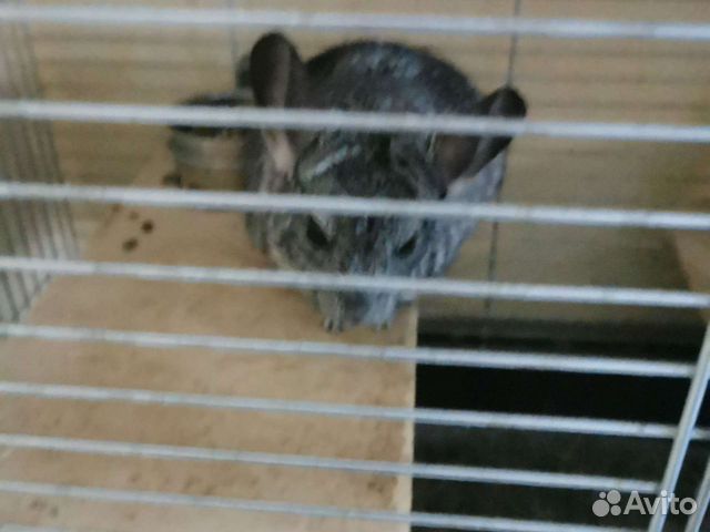 Продам 2х шиншилл мальчики серому 4года.черному 3