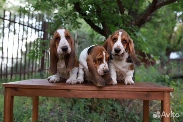 Бассет щенки