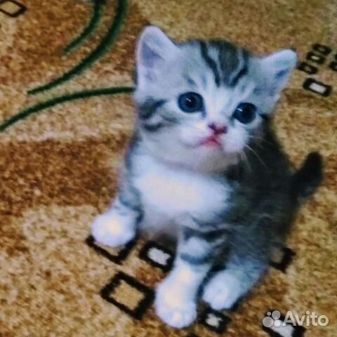 Британочка серебристая