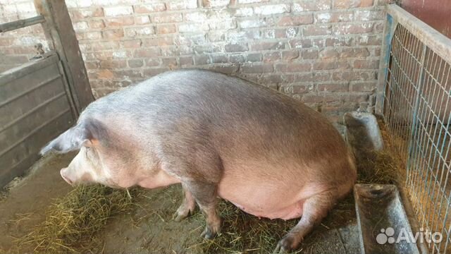 Свинья супоросная