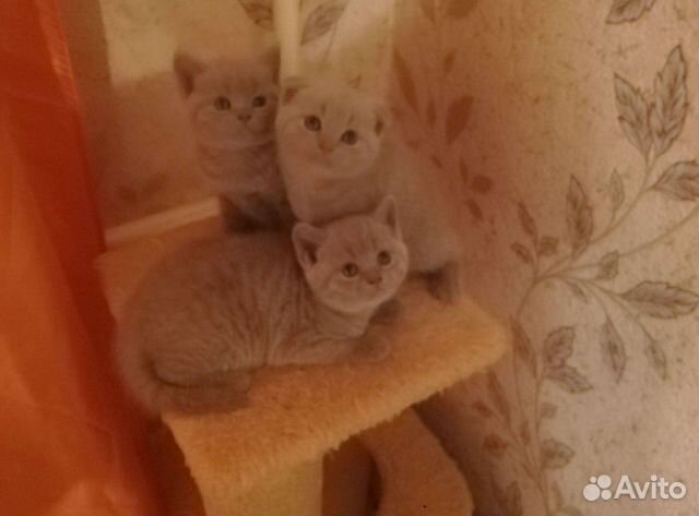 Шотландские котята