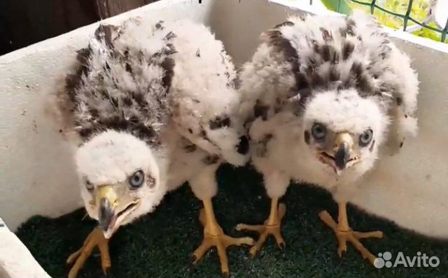 Хищник тетеря самочка