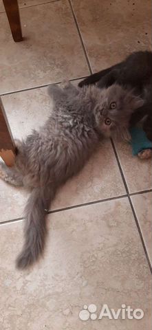 Шотландская кошка длинношерстная 2 месяца