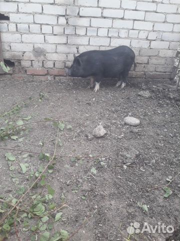 Вьетнамский вислобрюхий хряк