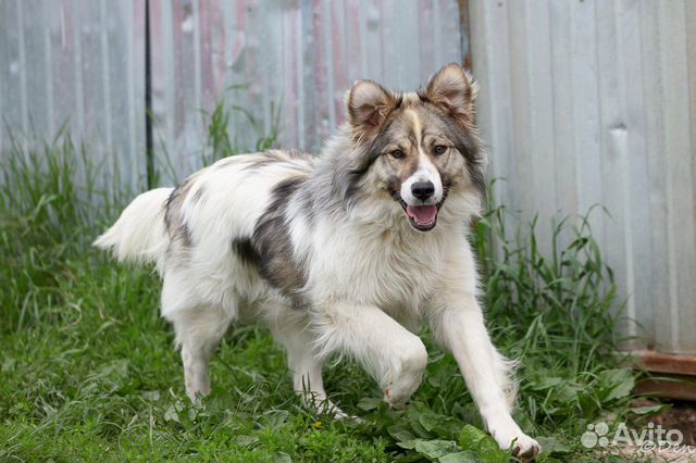 Щенок Тэд в добрые руки