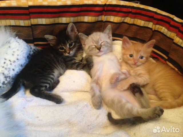 Котята девочки и мальчик 2мес
