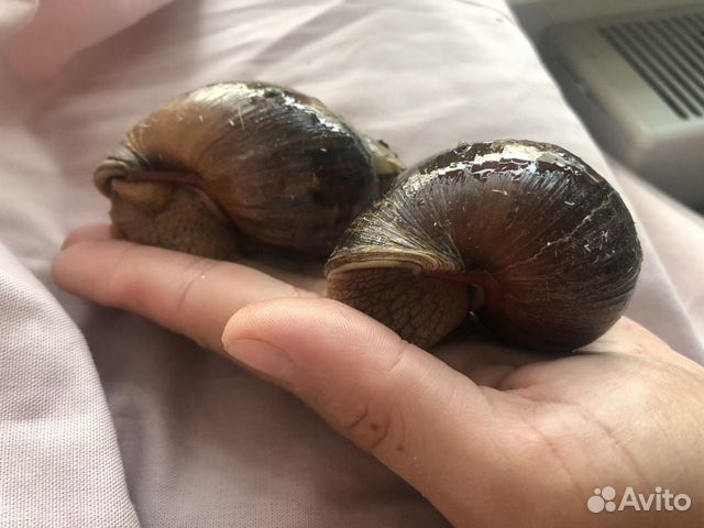 Улитки ахатины пантеры