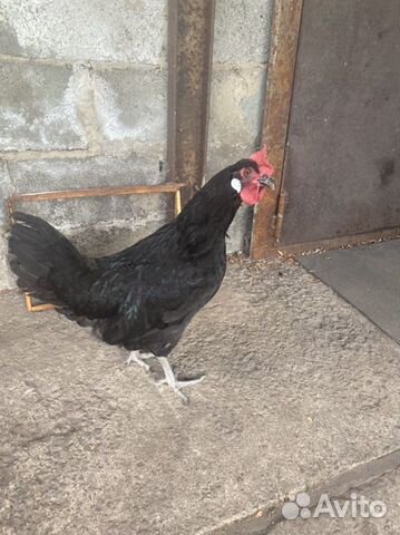 Куры барбезье