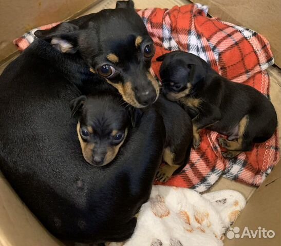 Прекрасные щеночки мини Той терьера. Девочка и мал