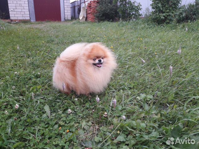 Вязка пом шпиц