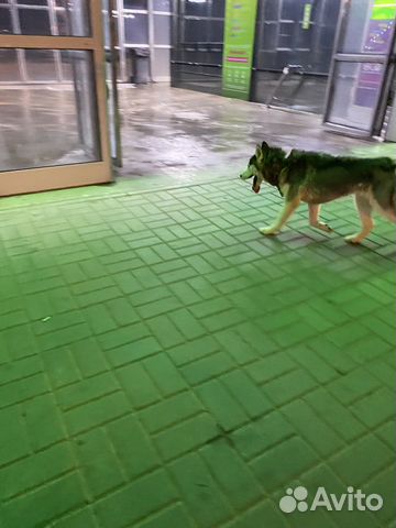 Потеряшка Хаски