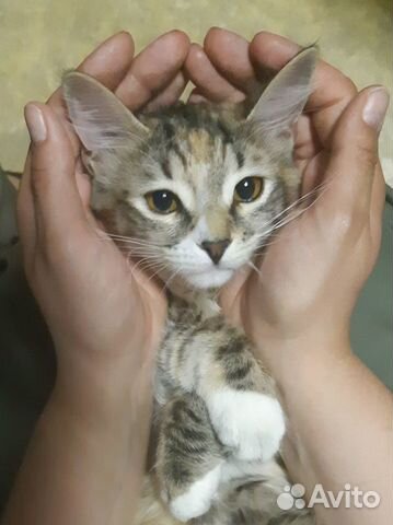 Кошечка бесплатно