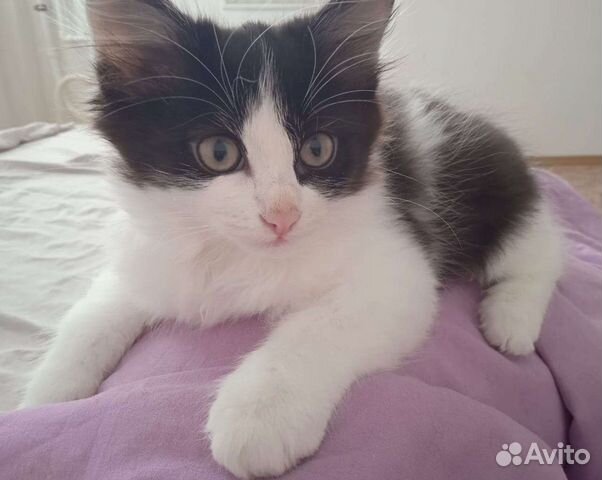 Отдам красотку, 3 месяца