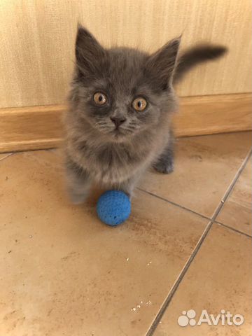 Британский котенок торг